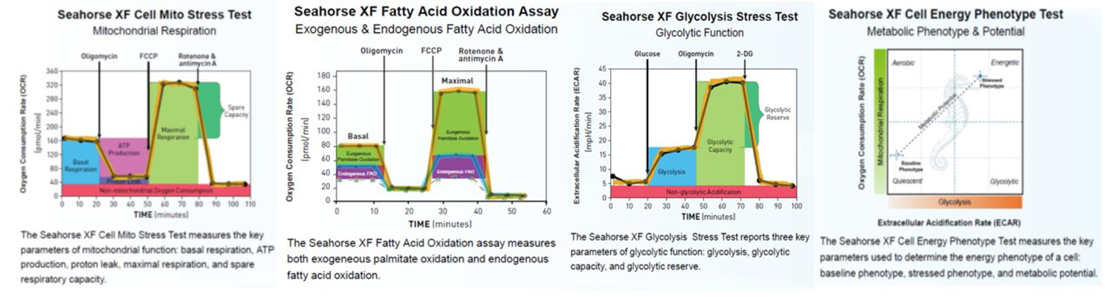 XFe-24 Extracellular Flux Analyzer (Seahorse Bioscience) | Biomedical ...